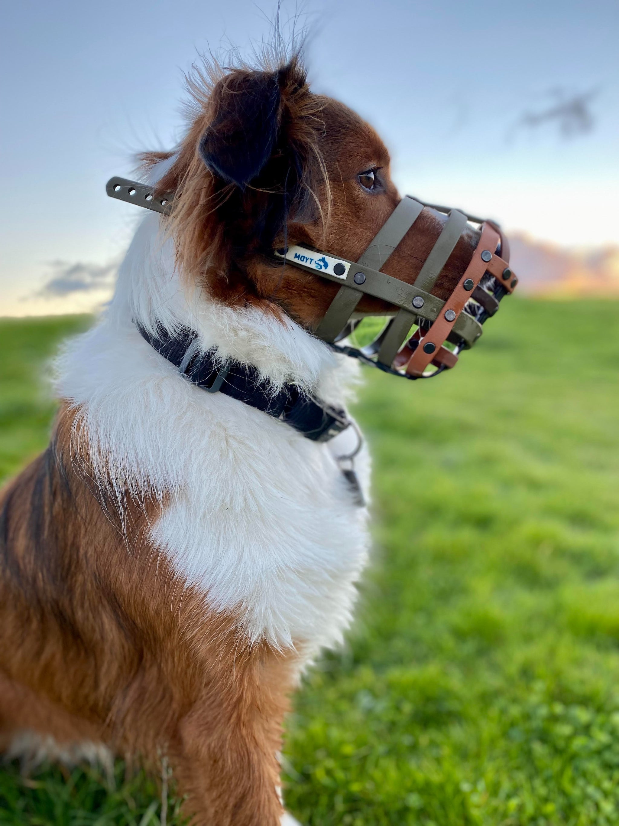 Trust Your Dog - Custom Muzzles, Long Lines, and Euro Leashes