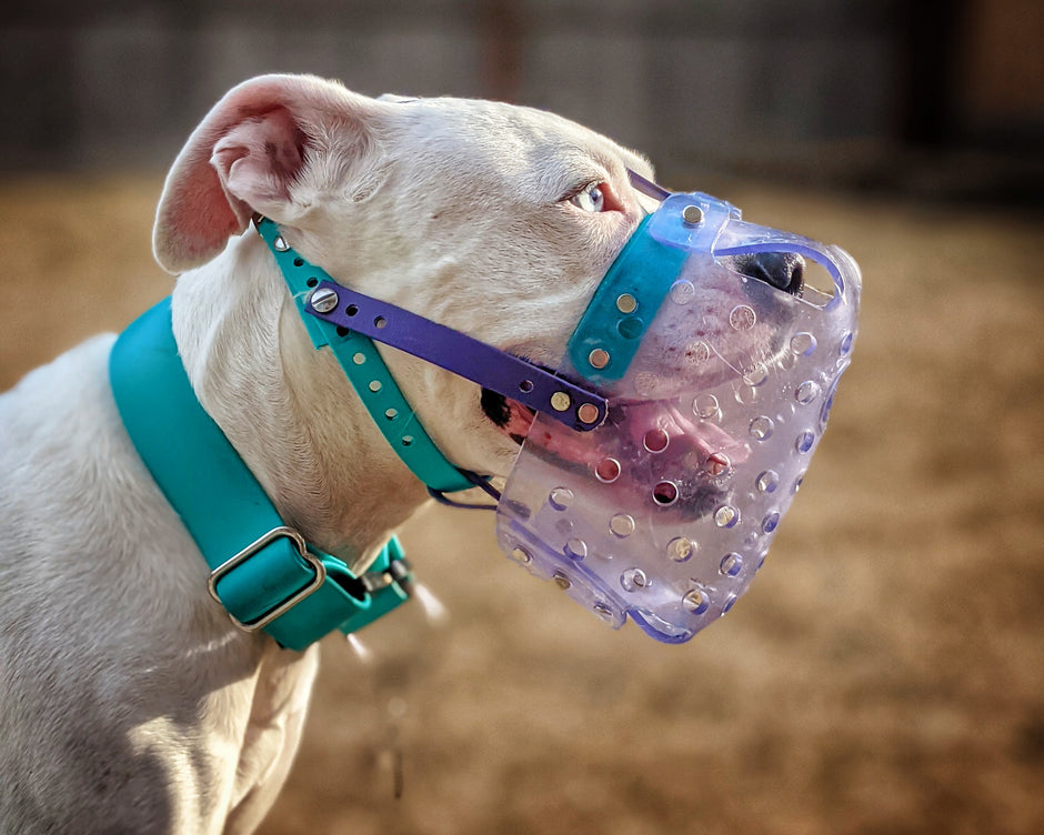 Trust Your Dog - Custom Muzzles, Long Lines, and Euro Leashes