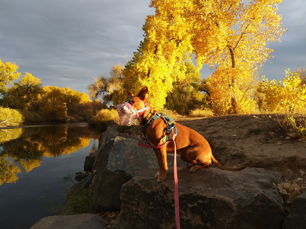 Trust Your Dog - Custom Muzzles, Long Lines, and Euro Leashes